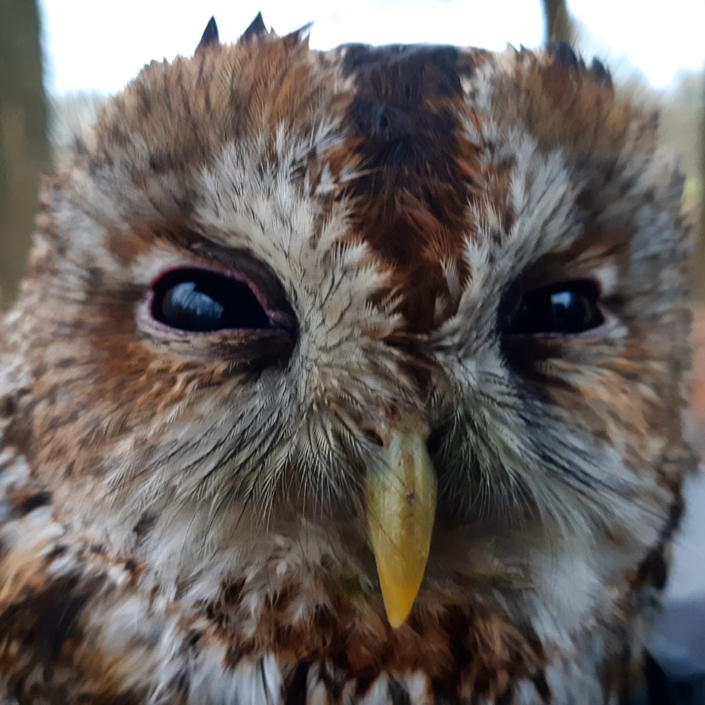 Uilen en foto’s in het bos | Amstelveen Blog
